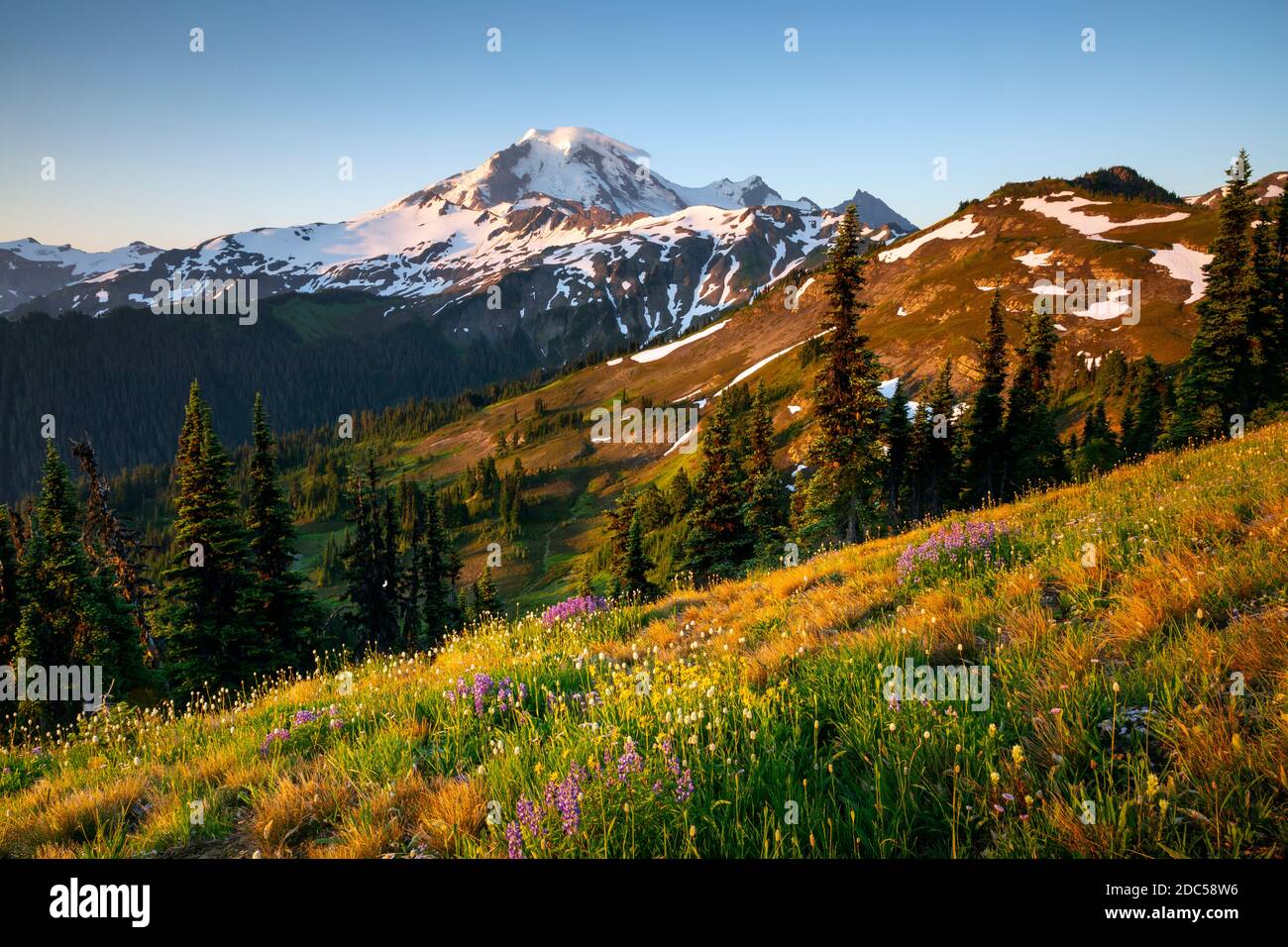 WA18221-00...WASHINGTON - Early morning on Skyline Divide in the Mount ...