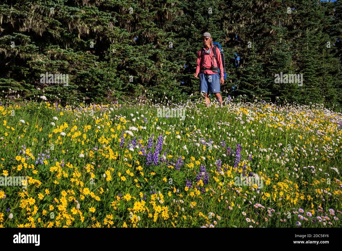 Full wildflowers hi-res stock photography and images - Alamy