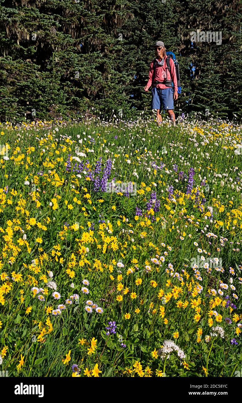 Full wildflowers hi-res stock photography and images - Alamy