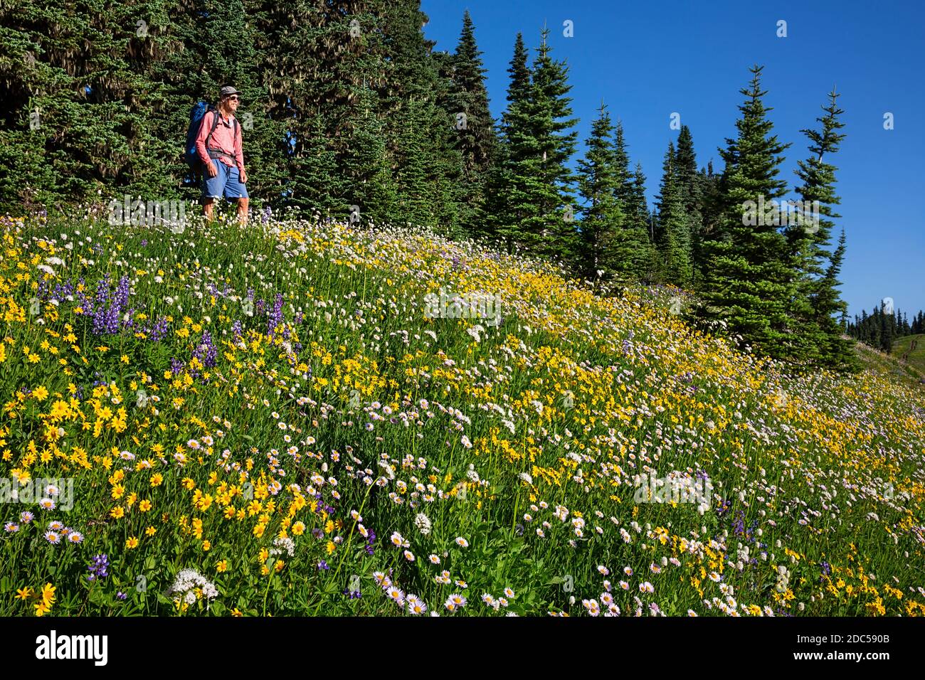 Walking through wildflowers hi-res stock photography and images - Alamy