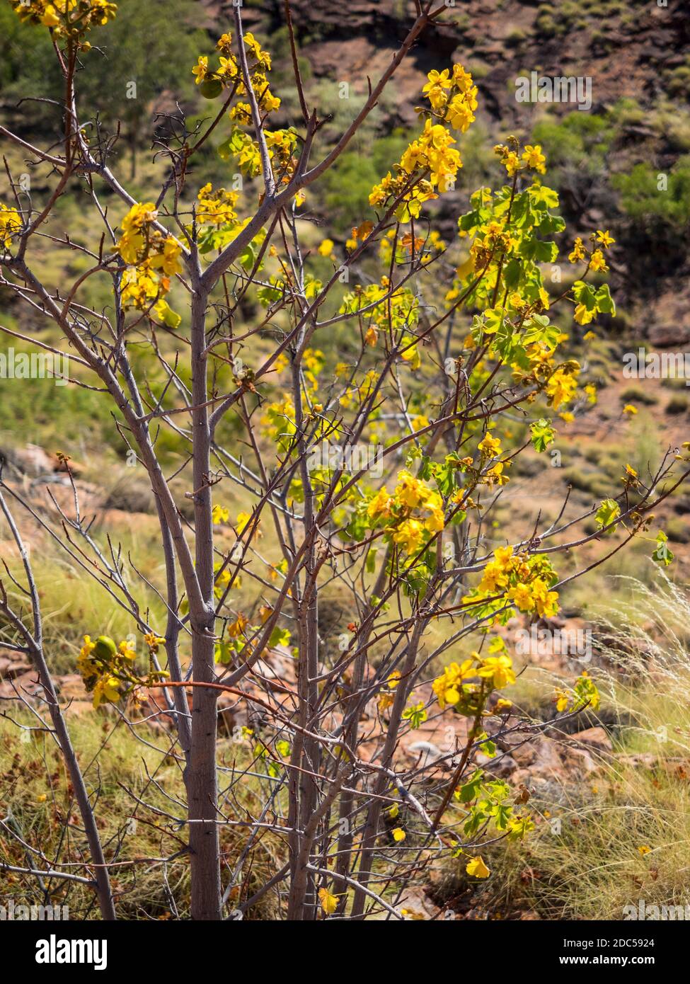 Upper Gorge, Lawn Hill, Boodjamulla National Park Stock Photo - Alamy
