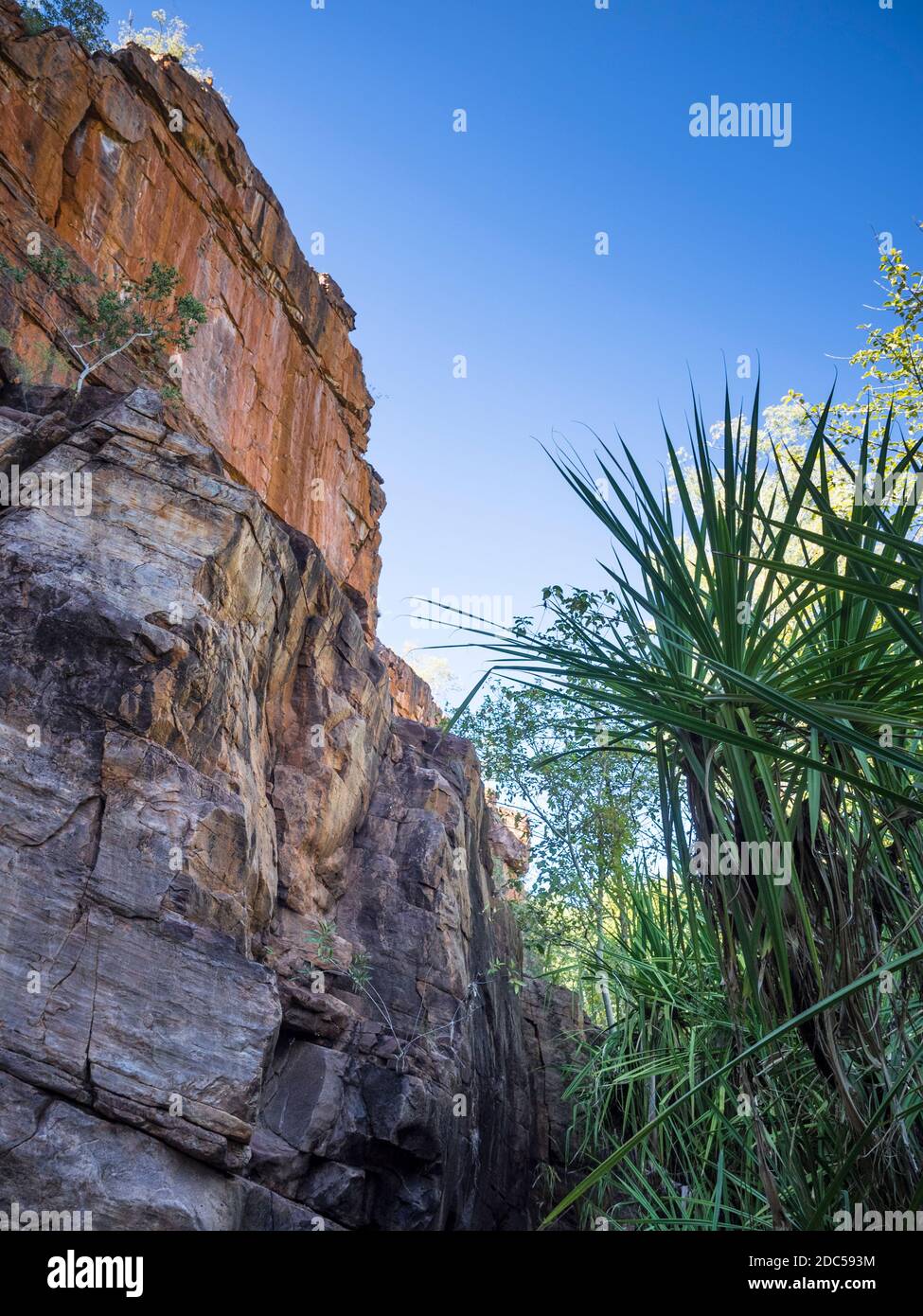 River Pandanus (Pandanus aquaticus) and sandstone cliffs, Upper Gorge ...