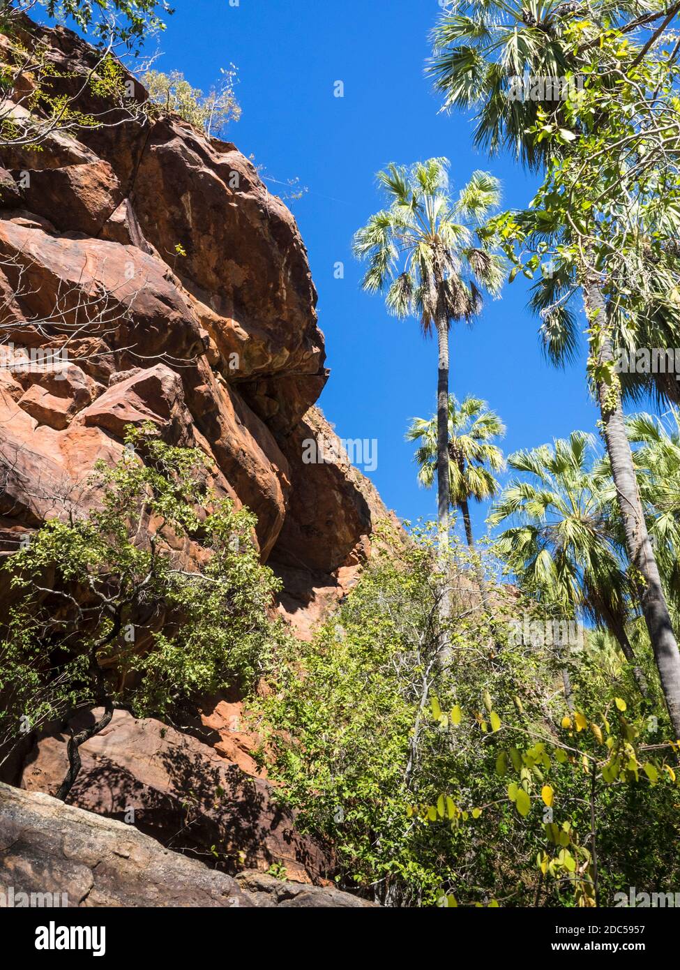 Cabbage Palm (Livistona rigida) and sandstone cliff, Upper Gorge, Lawn ...