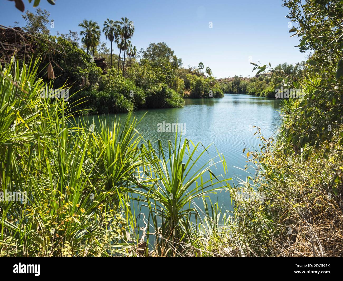 River Pandanus (Pandanus aquaticus) and Cabbage Palms (Livistona rigid ...