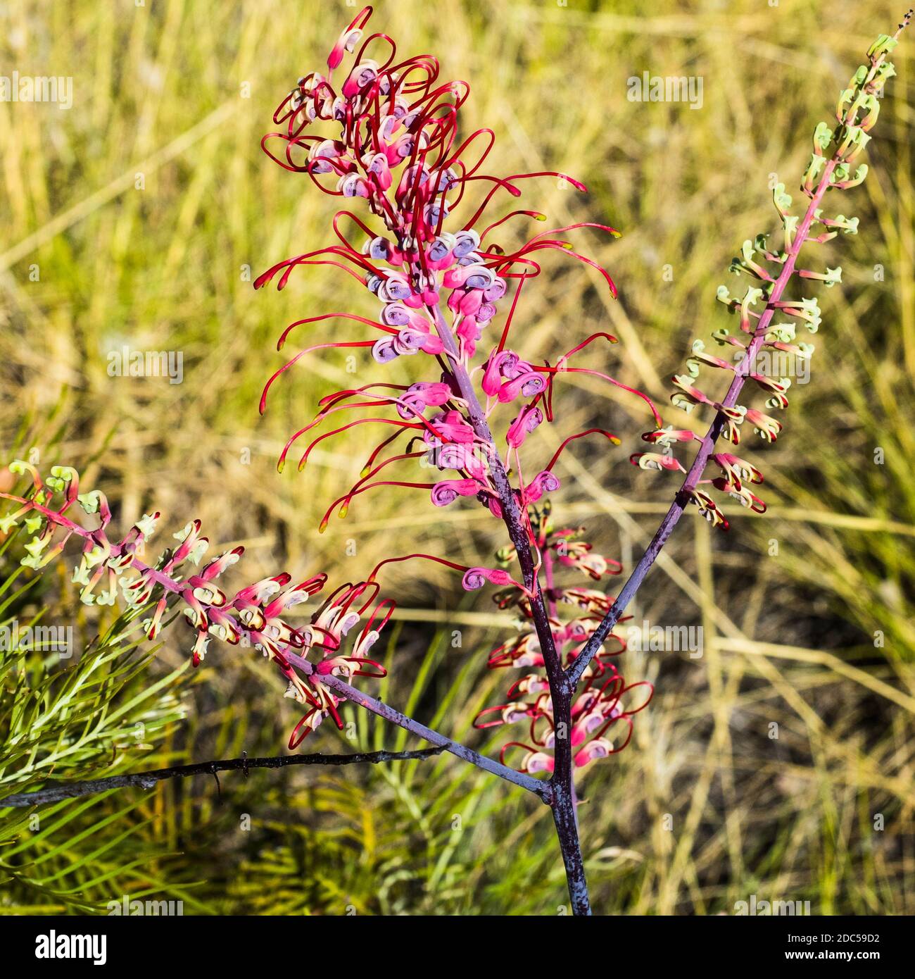 Dryandra's Grevillea (Grevillea dryandri), Lawn Hill Gorge, Boodjamulla ...
