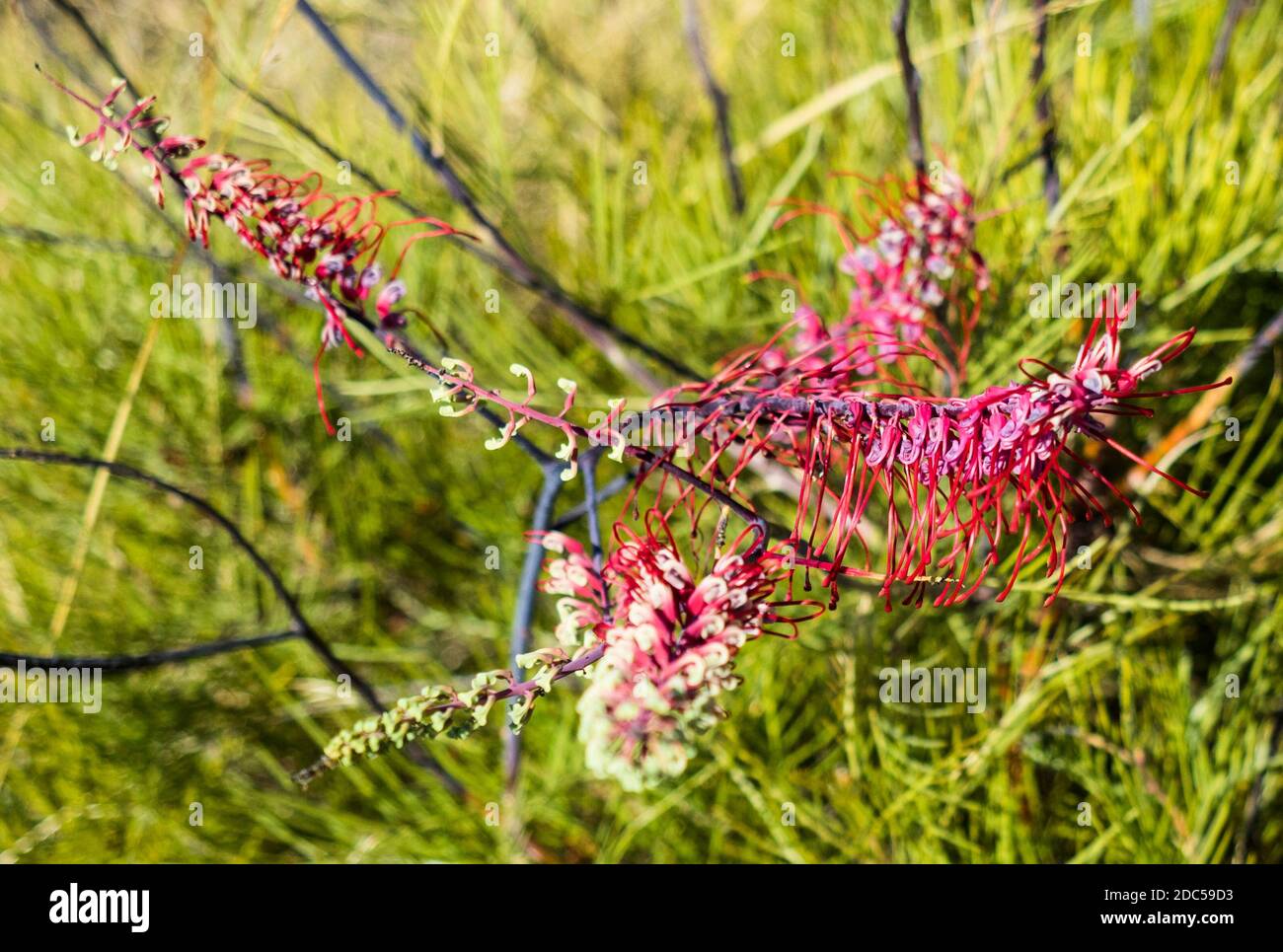 Dryandras grevillea hi-res stock photography and images - Alamy