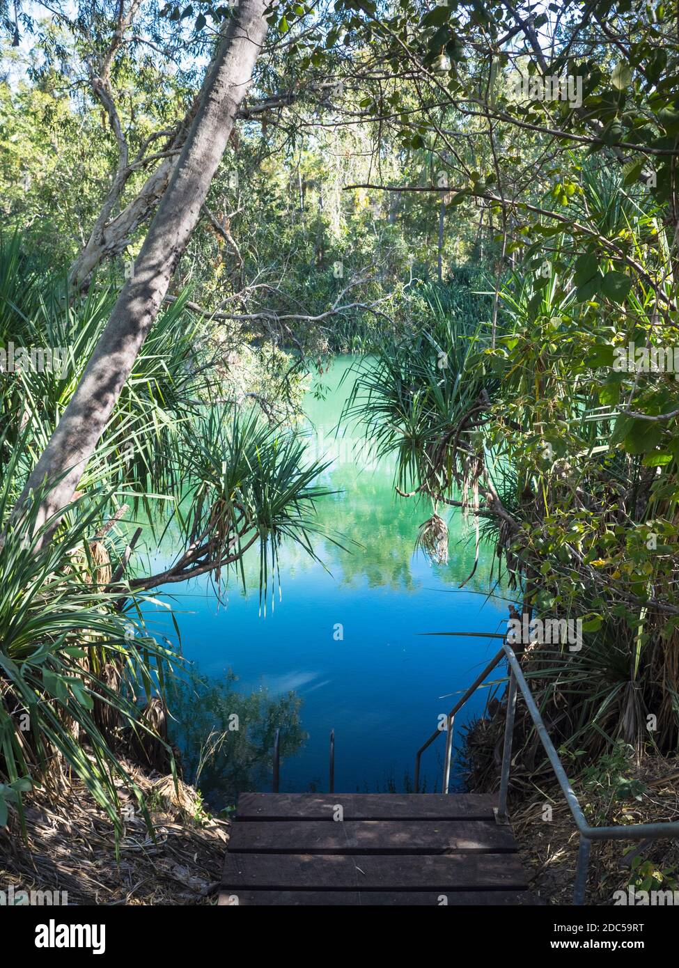 Swimming hole under Cabbage Palms (Livistona rigida) and River Pandanus ...