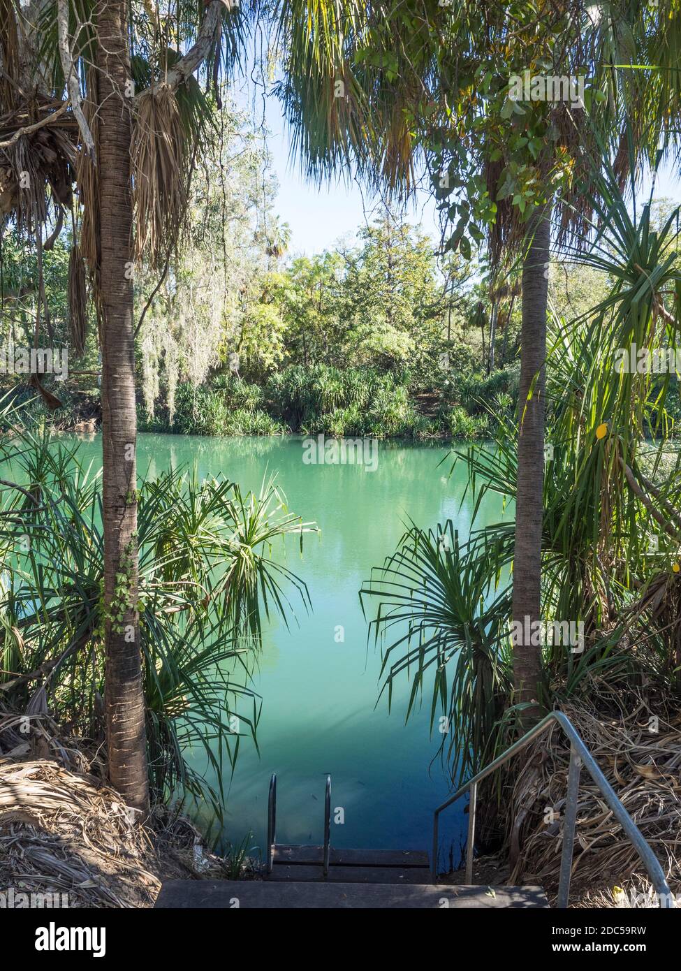 Swimming hole under Cabbage Palms (Livistona rigida) and River Pandanus ...