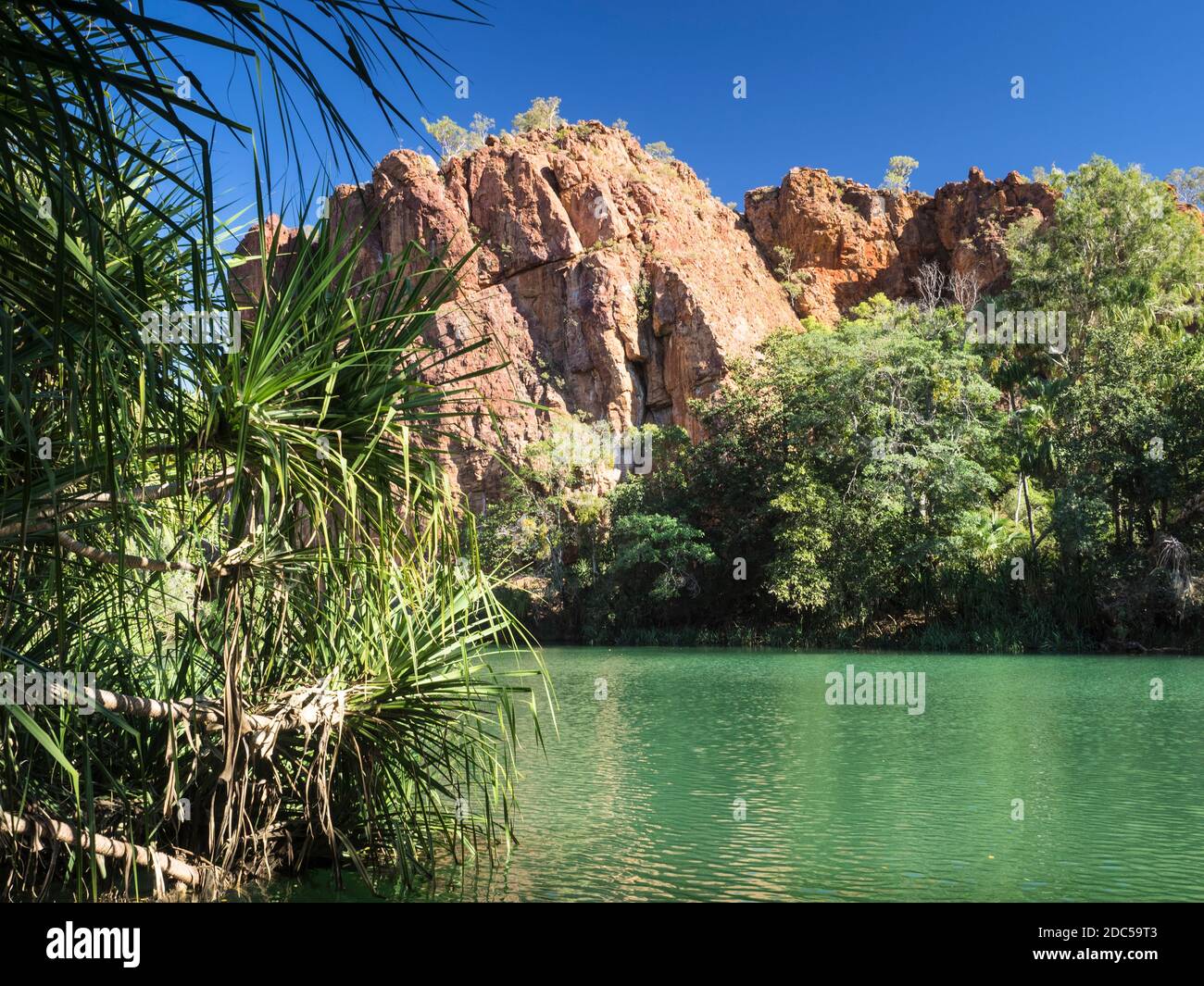River Pandanus (Pandanus aquaticus), Lawn Hill Gorge, Boodjamulla ...