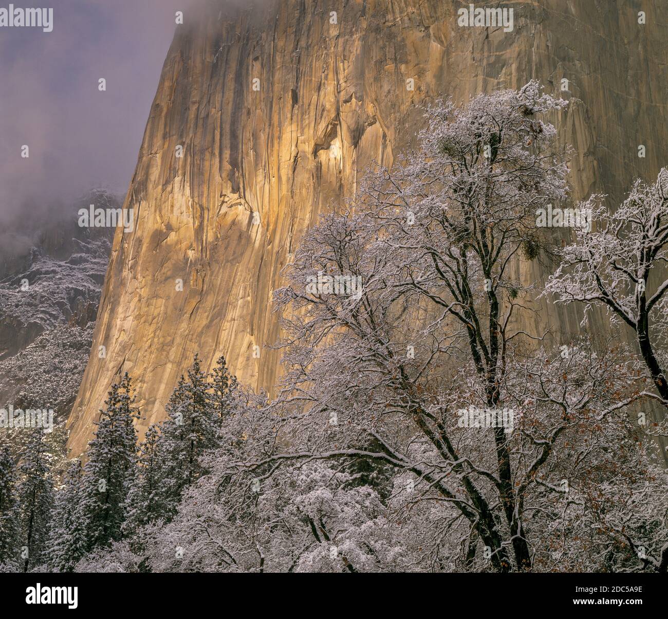 Oaks park hi-res stock photography and images - Alamy