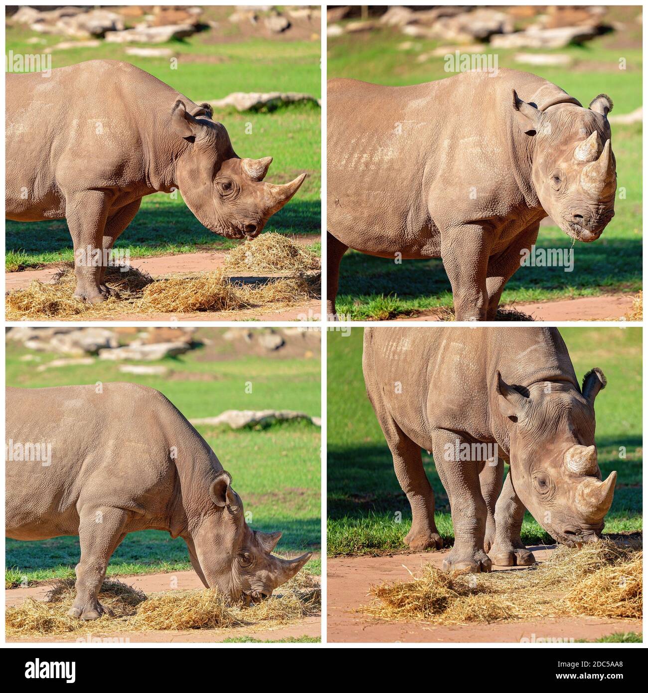 Endangered and extinct species Cut Out Stock Images & Pictures - Alamy