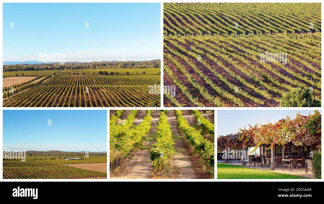 Collage of grape vines in an Australian vineyard Stock Photo - Alamy