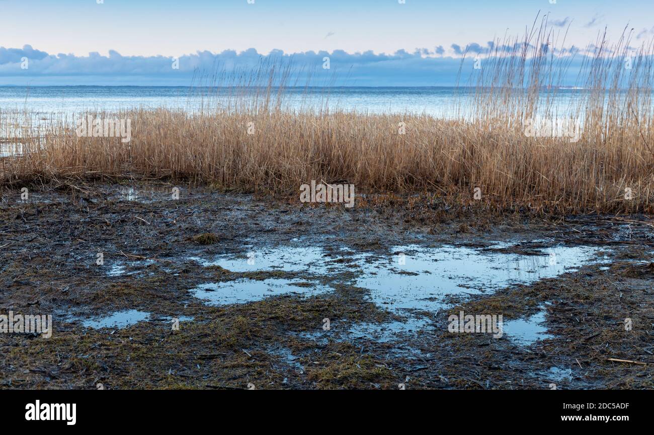 Baltic sea coast in spring. Natural landscape with shore water and dry ...