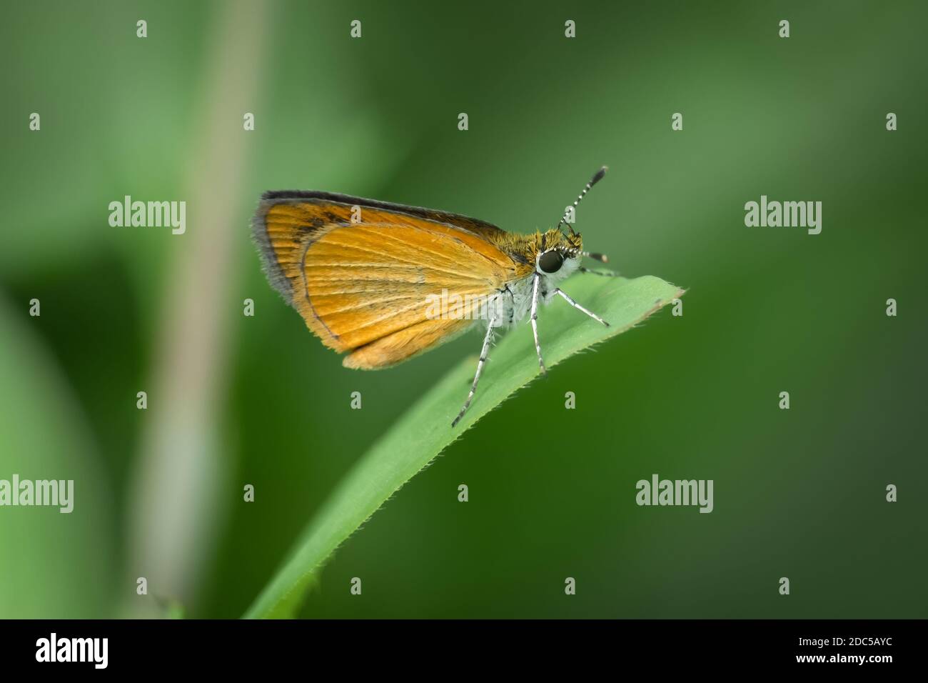 A Least Skipper (Ancyloxypha numitor) perches on a leaf. Raleigh, North ...