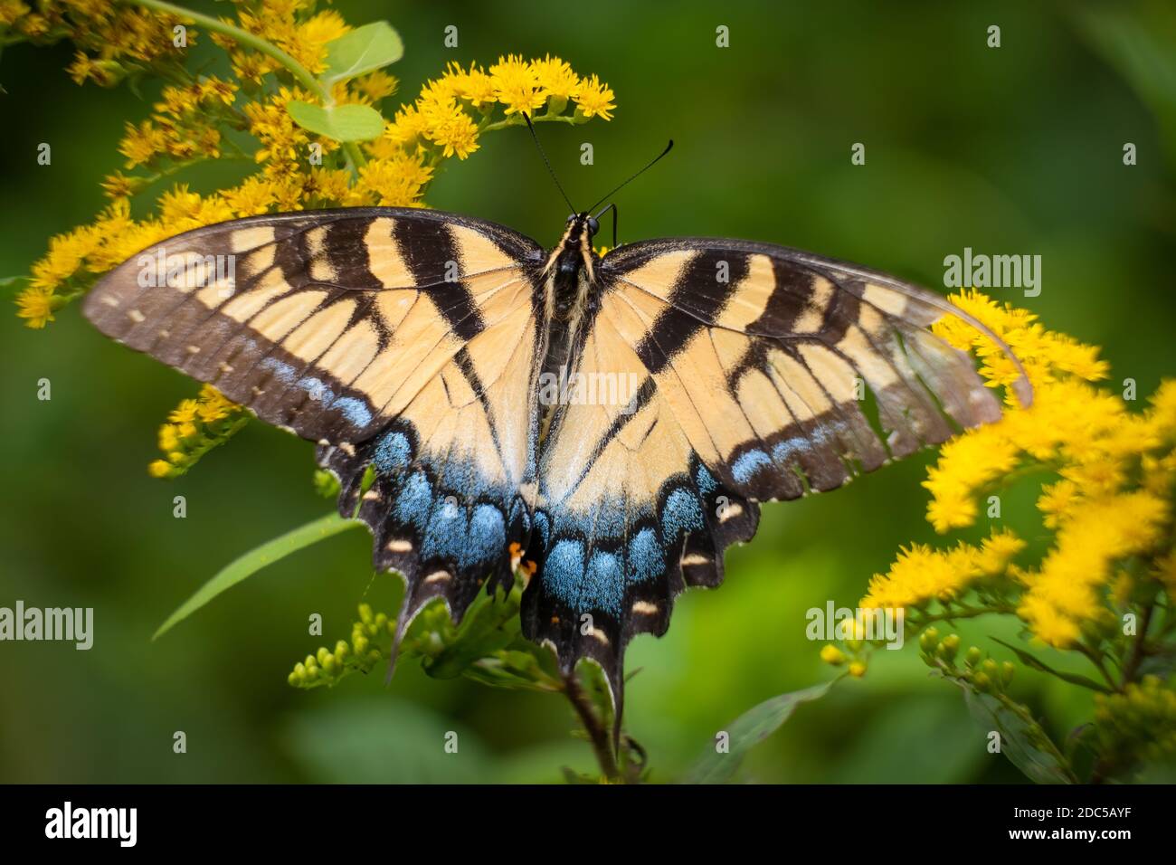 The Eastern Tiger Swallowtail (Papilio glaucus), North Carolina's state ...
