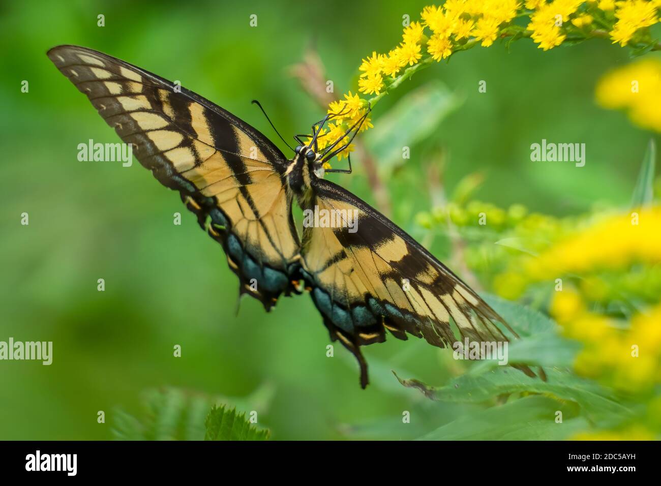 The Eastern Tiger Swallowtail (Papilio glaucus), North Carolina's state ...