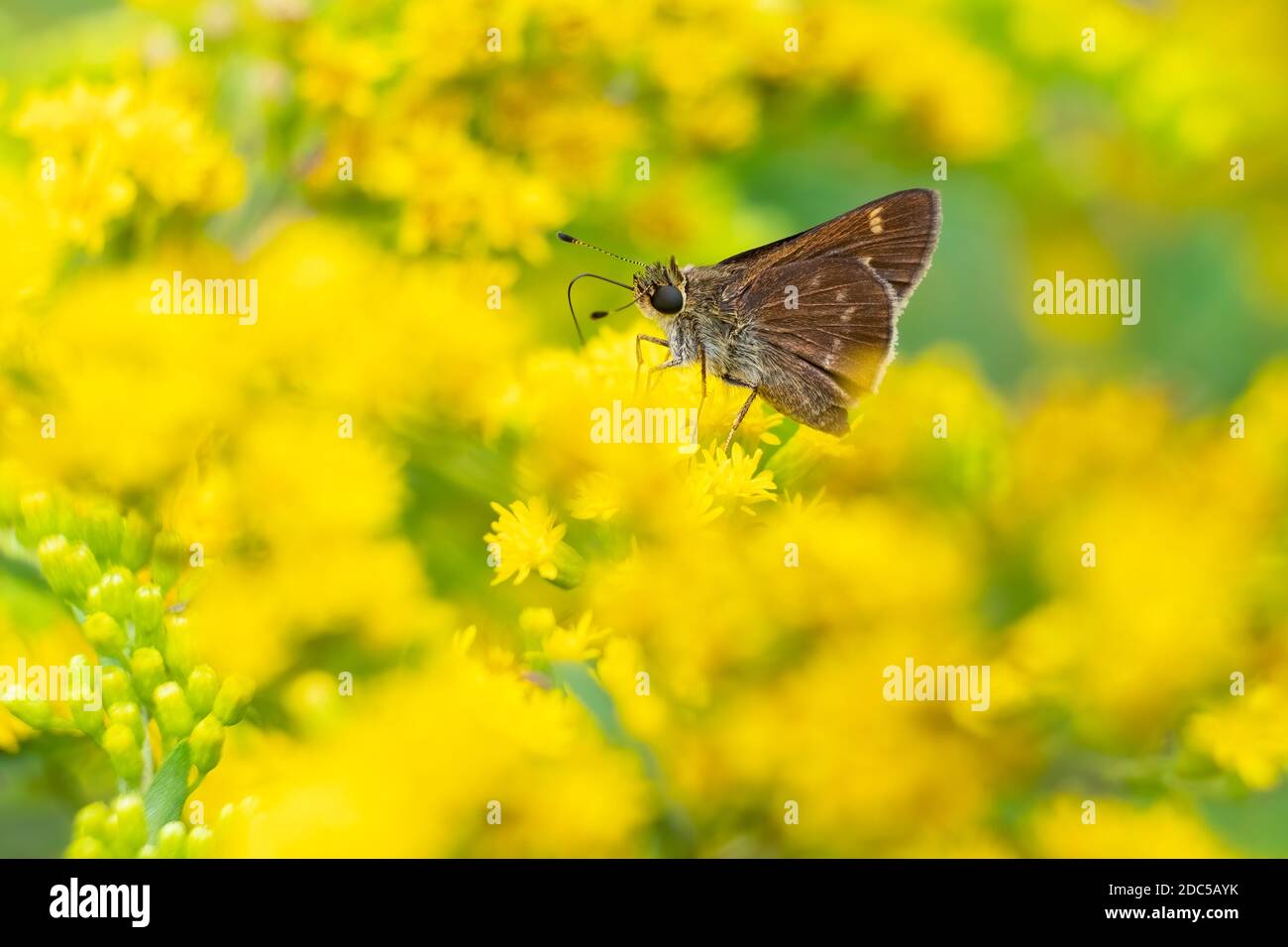 A Little Glasswing (Pompeius verna) in a sea of goldenrod. Raleigh ...