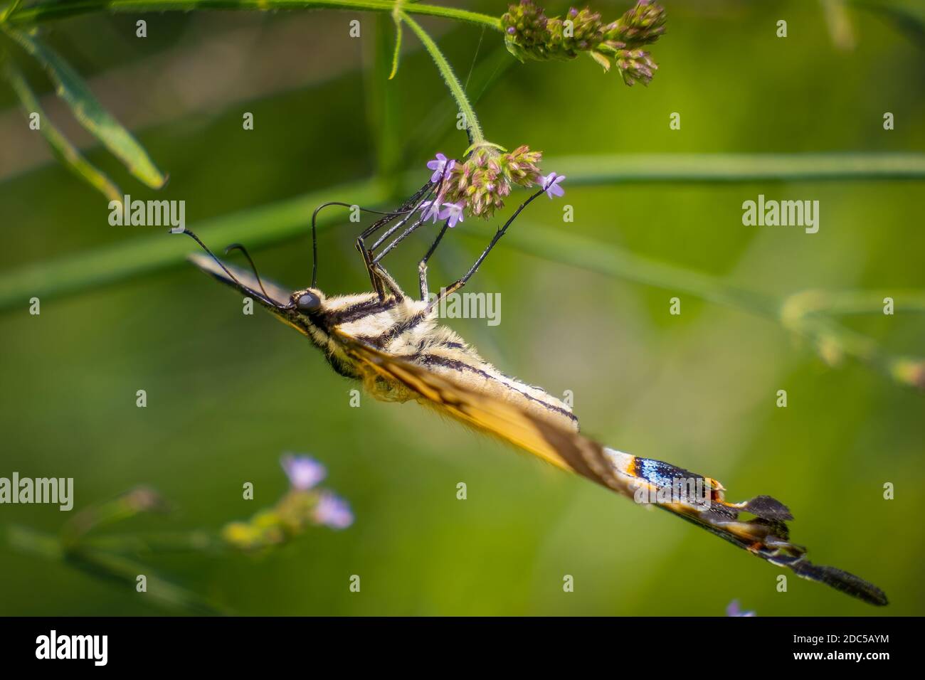 The Eastern Tiger Swallowtail (Papilio glaucus), North Carolina's state ...