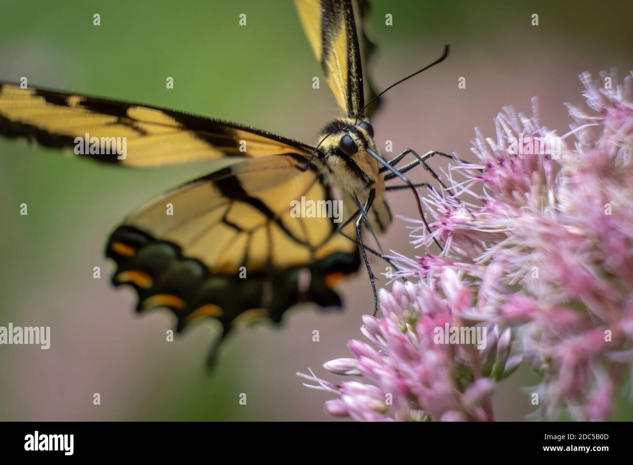 The Eastern Tiger Swallowtail (Papilio glaucus), North Carolina's state ...