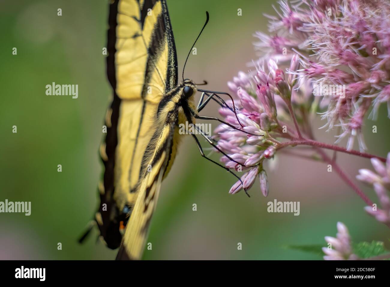 The Eastern Tiger Swallowtail (Papilio glaucus), North Carolina's state ...