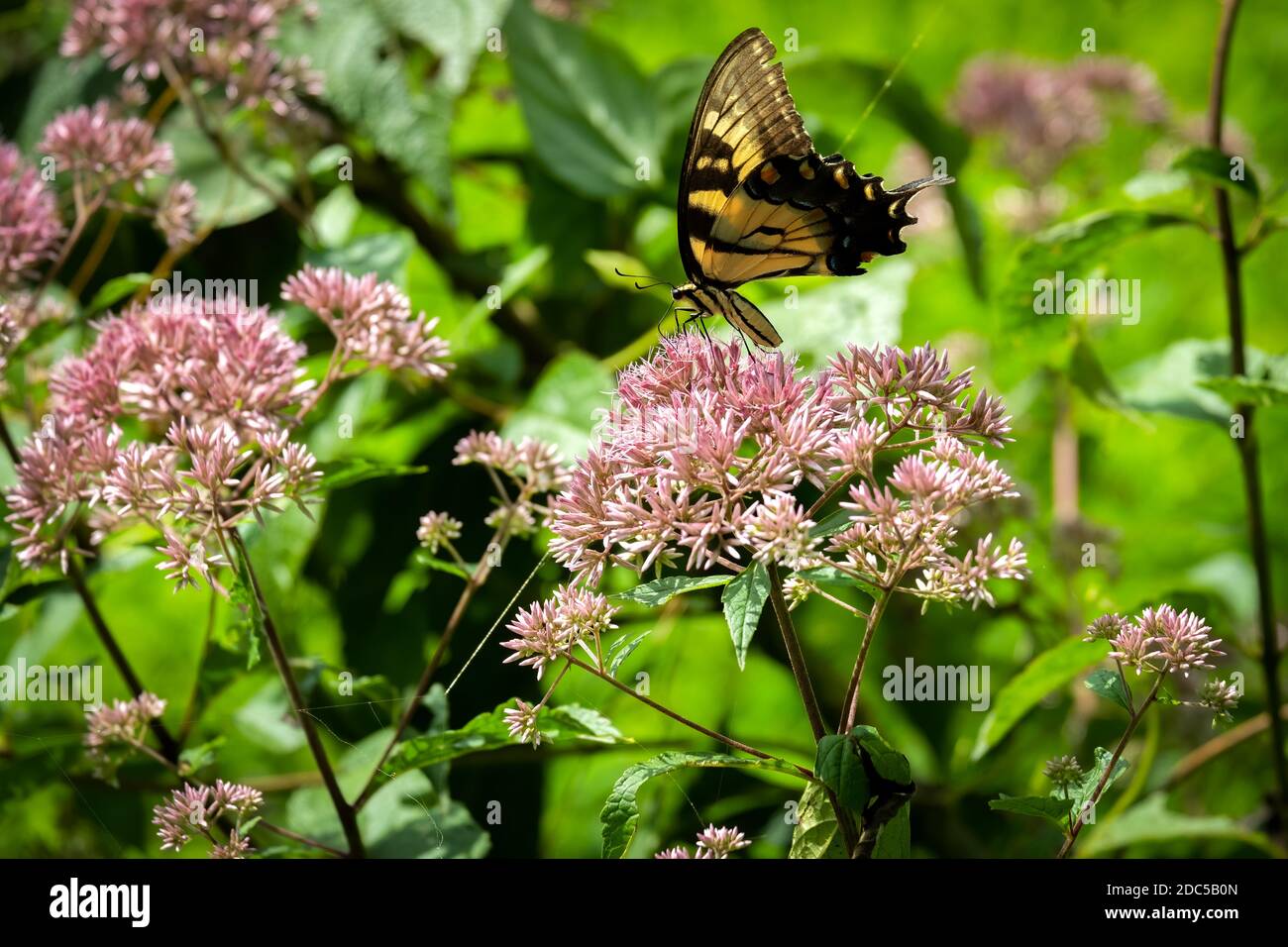 The Eastern Tiger Swallowtail (Papilio glaucus), North Carolina's state ...