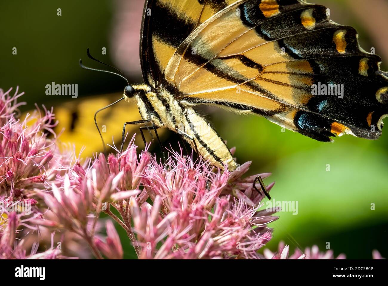The Eastern Tiger Swallowtail (Papilio glaucus), North Carolina's state ...