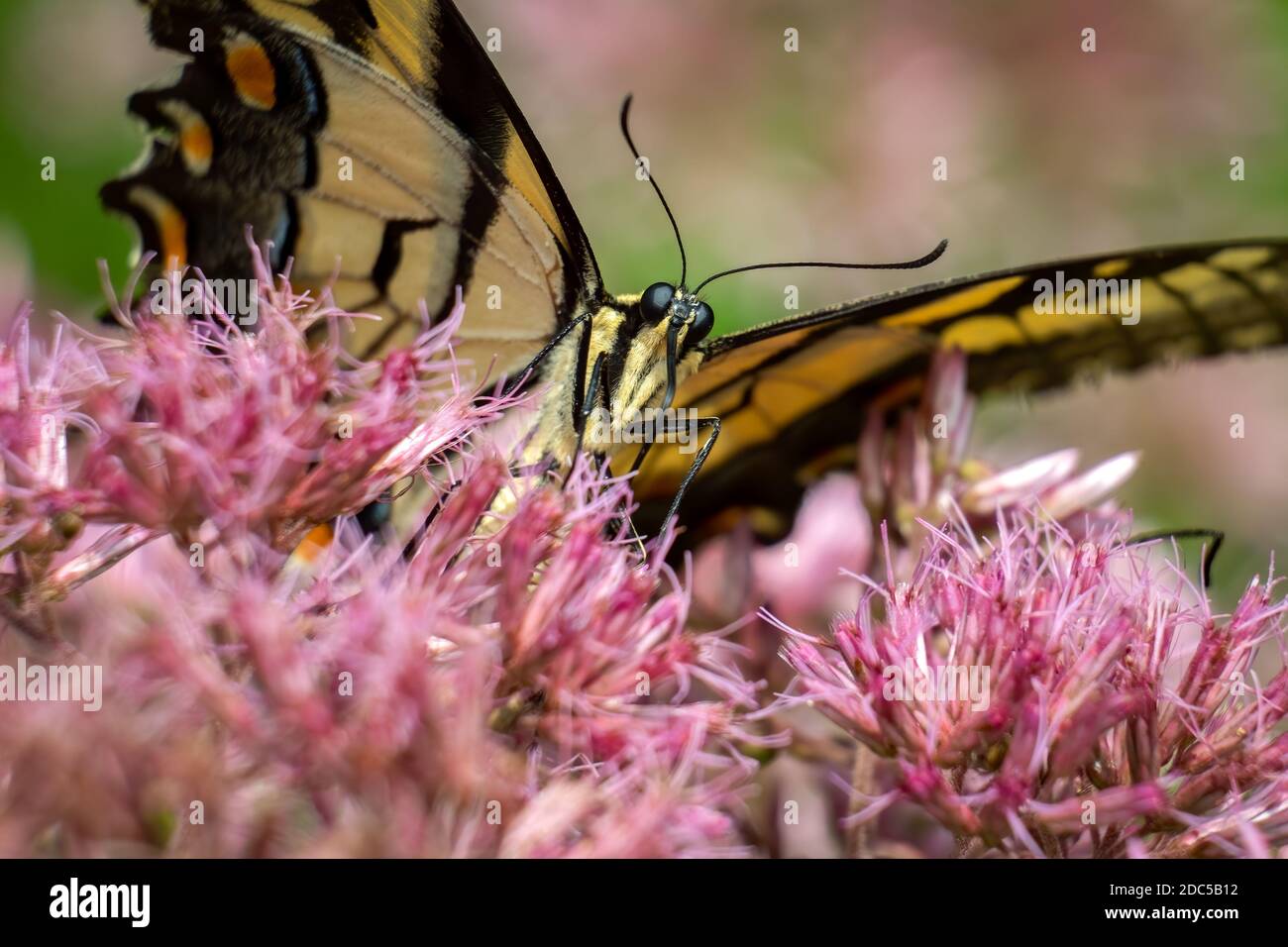 The Eastern Tiger Swallowtail (Papilio glaucus), North Carolina's state ...