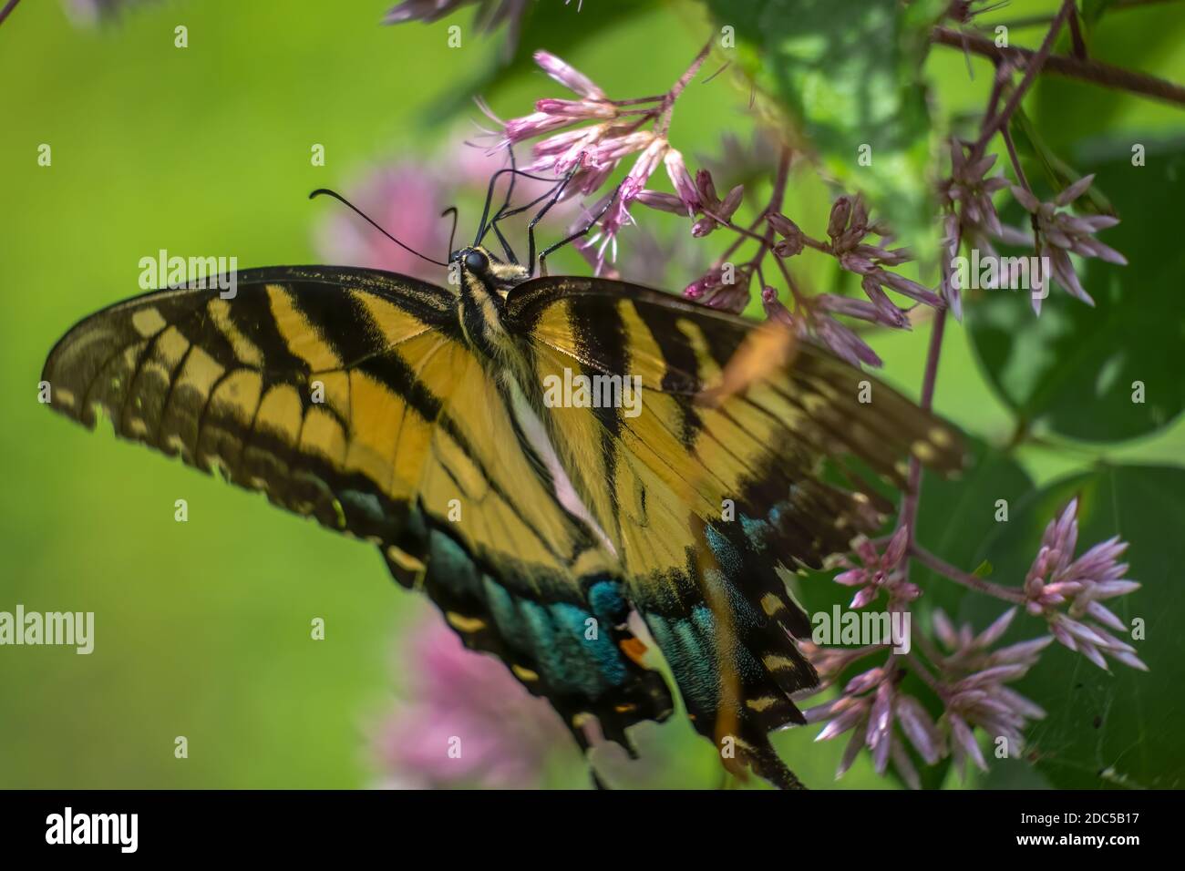 The Eastern Tiger Swallowtail (Papilio glaucus), North Carolina's state ...