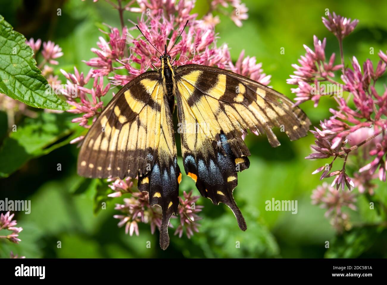 The Eastern Tiger Swallowtail (Papilio glaucus), North Carolina's state ...