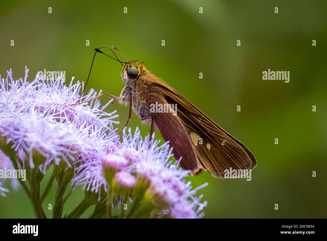 Ocola Skipper (Panoquina ocola). Raleigh, North Carolina Stock Photo ...