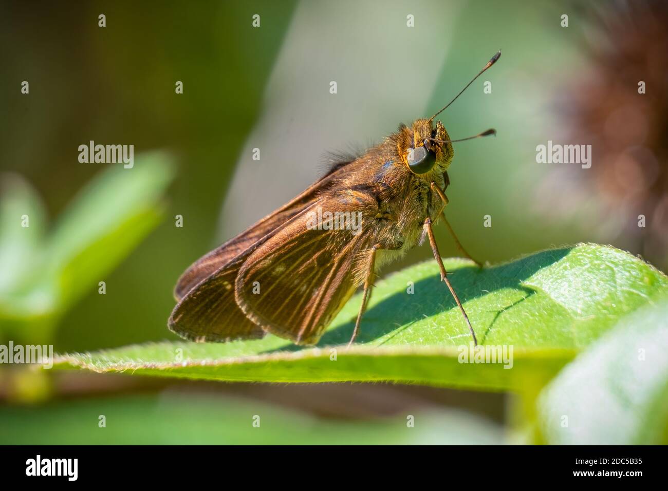 An Ocola Skipper (Panoquina ocola) rests on a leaf. Raleigh, North ...