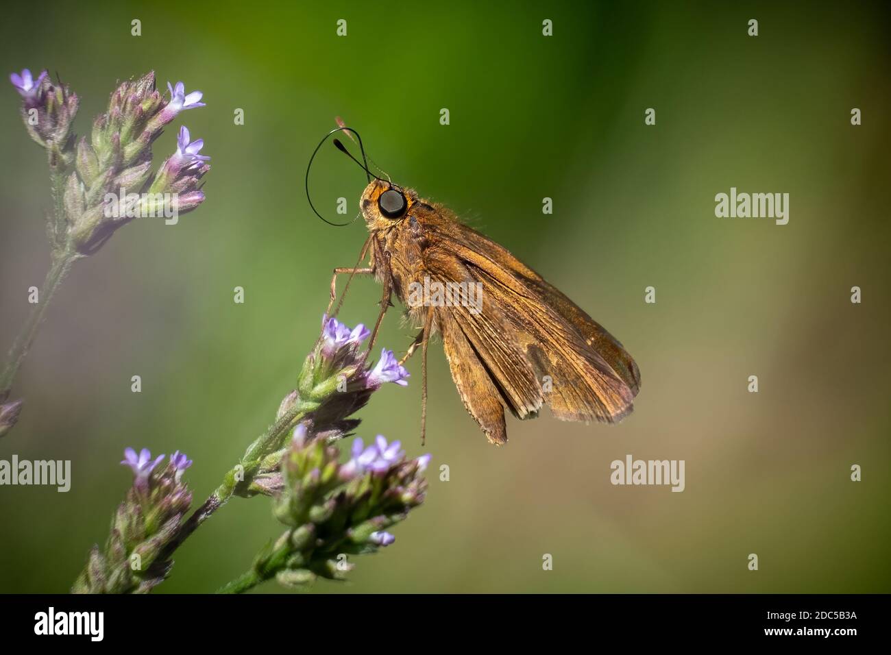 Bug with long proboscis hi-res stock photography and images - Alamy