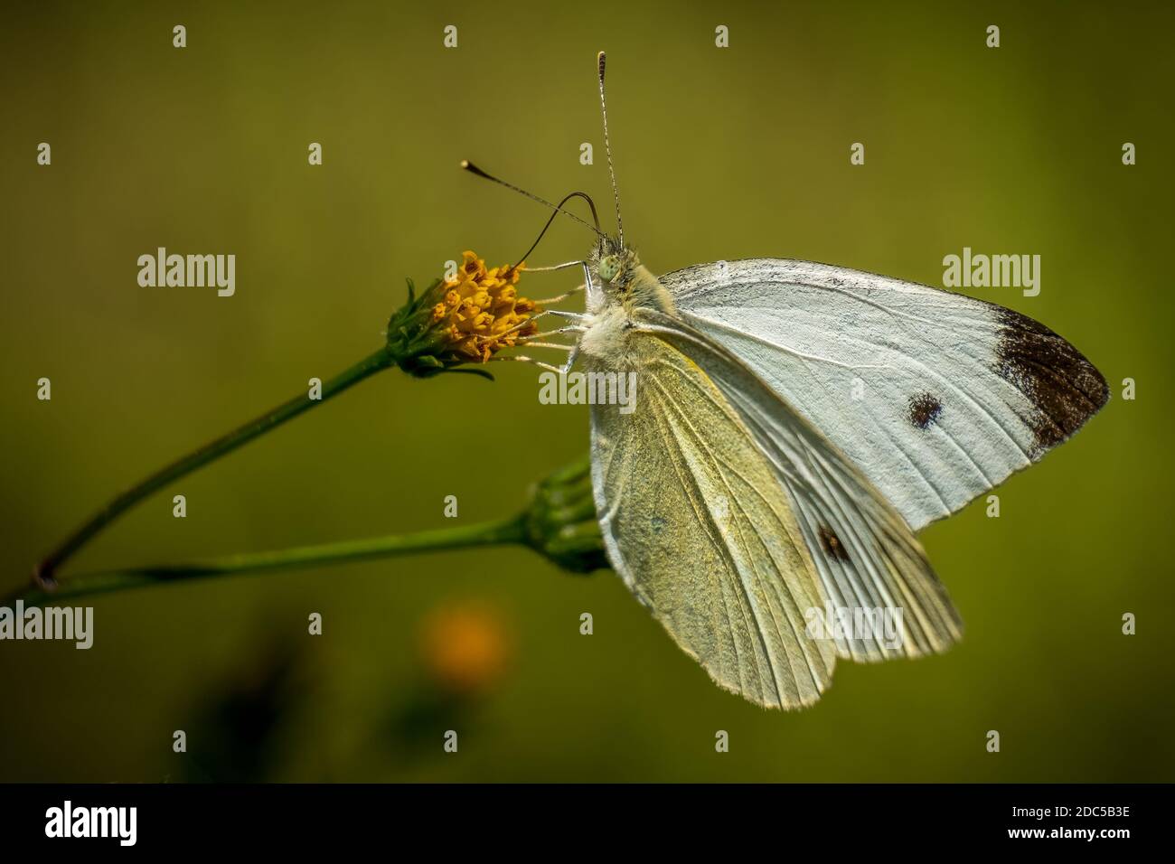 A male Cabbage White (Pieris rapae) on a bloom. Raleigh, North Carolina ...