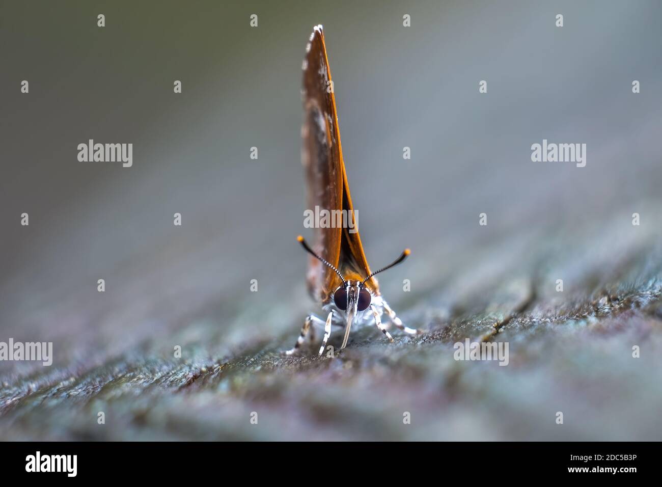 Front view of a Harvester (Feniseca tarquinius), the only carnivorous ...