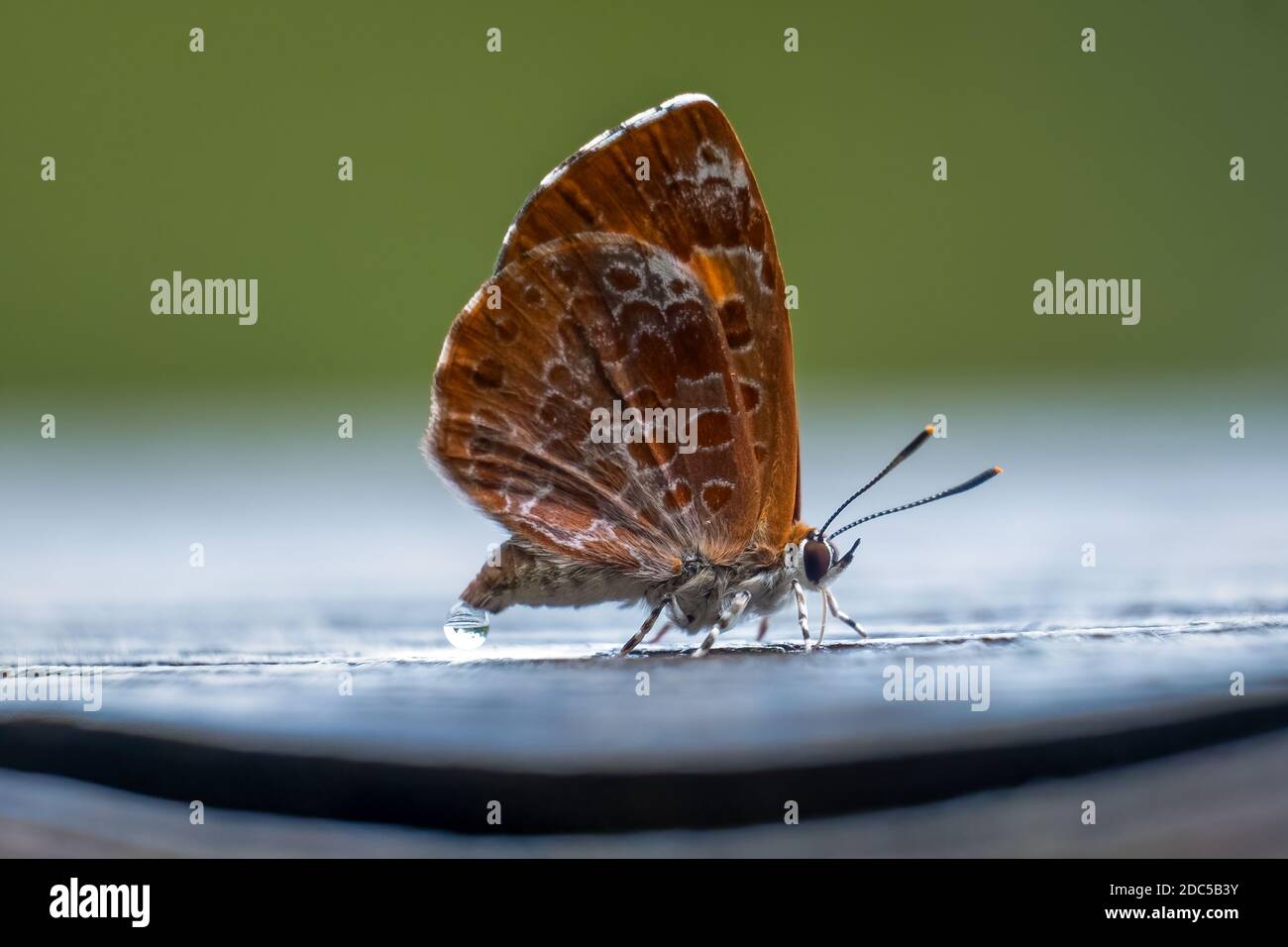 The Harvester (Feniseca tarquinius) is the only carnivorous butterfly ...
