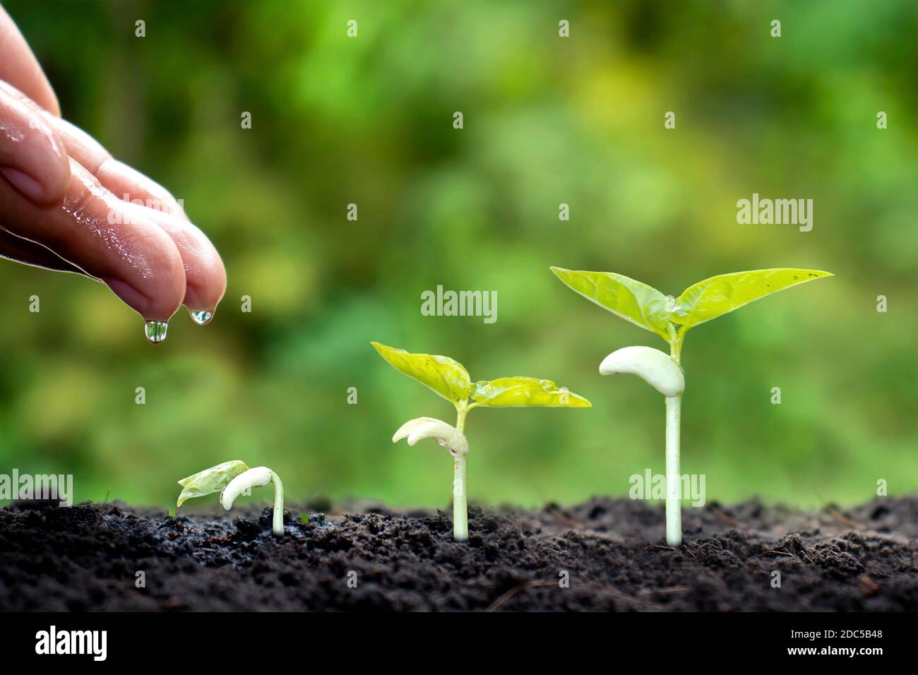 Crops Growing Information