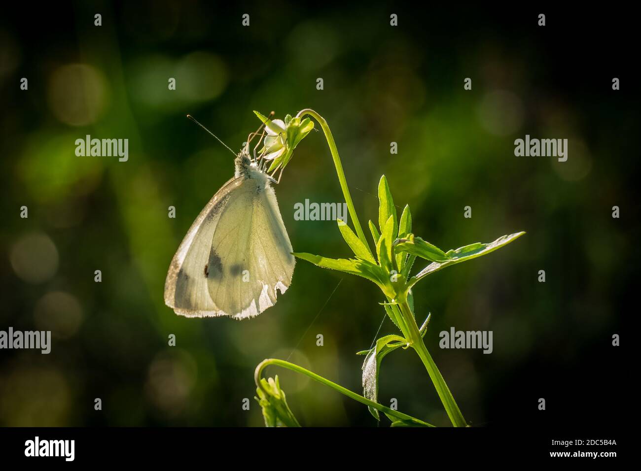 A female Cabbage White (Pieris rapae) on a white bloom. Raleigh, North ...