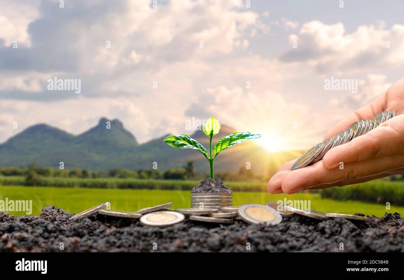 Money growth idea, tree planting on coins or money, including hands ...