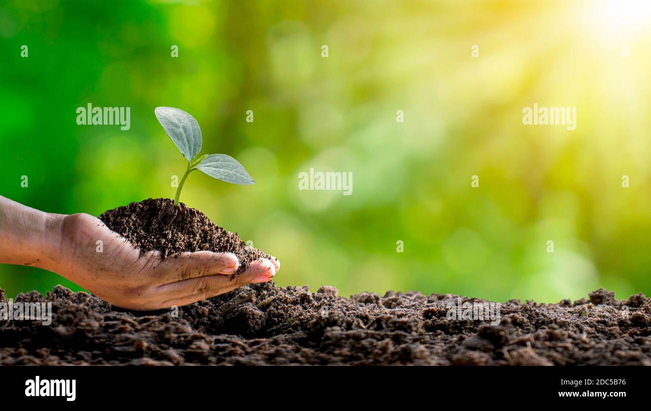 Planting trees in woman's hand including blurred green nature ...