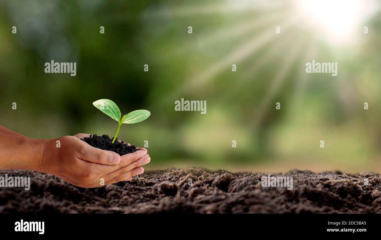 3d Nurture Wallpaper