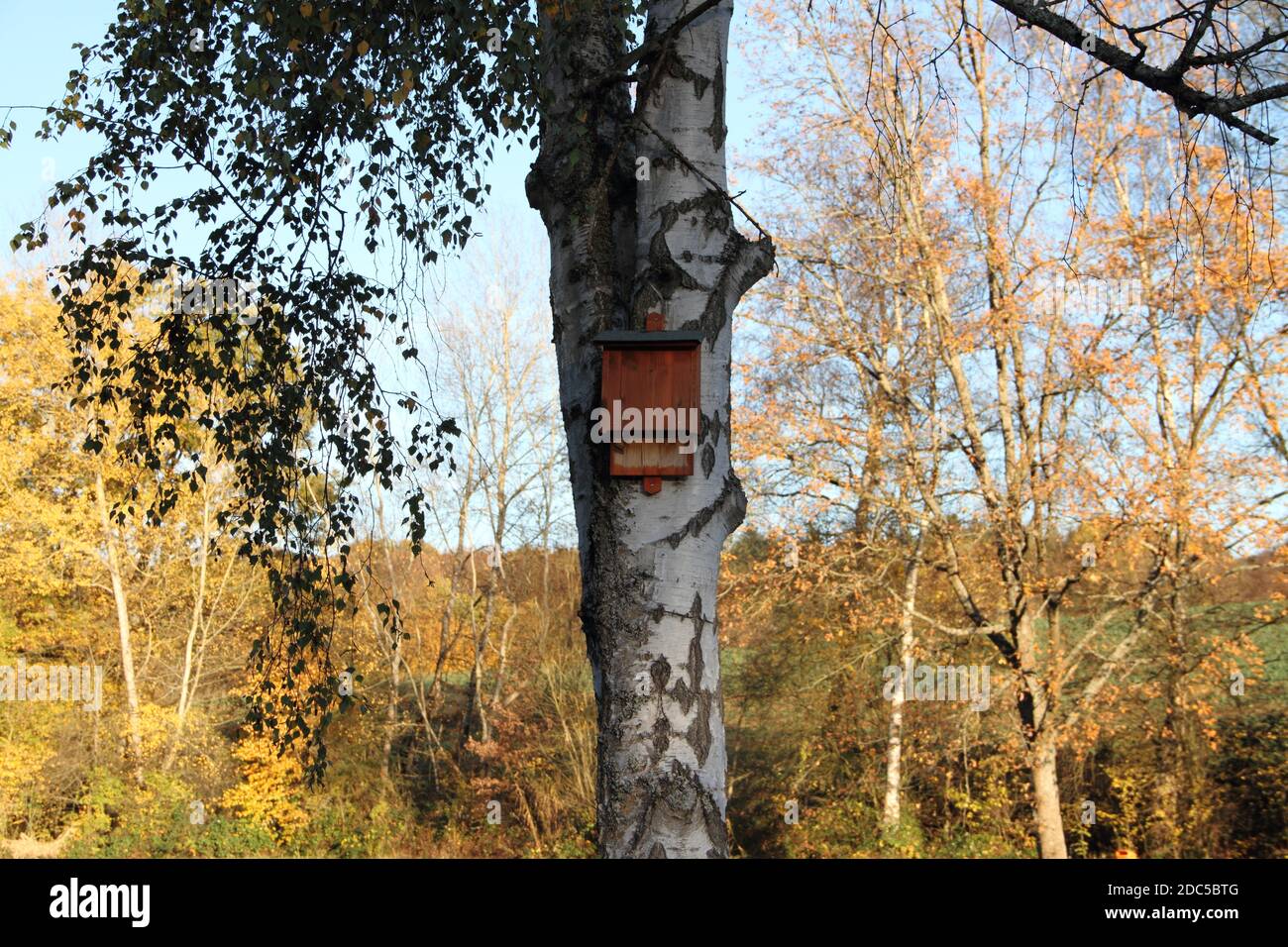 Bat nest hi-res stock photography and images - Alamy