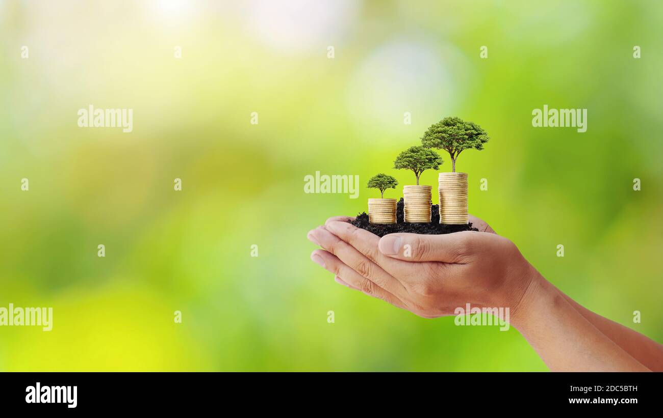 Money tree coins hi-res stock photography and images - Alamy