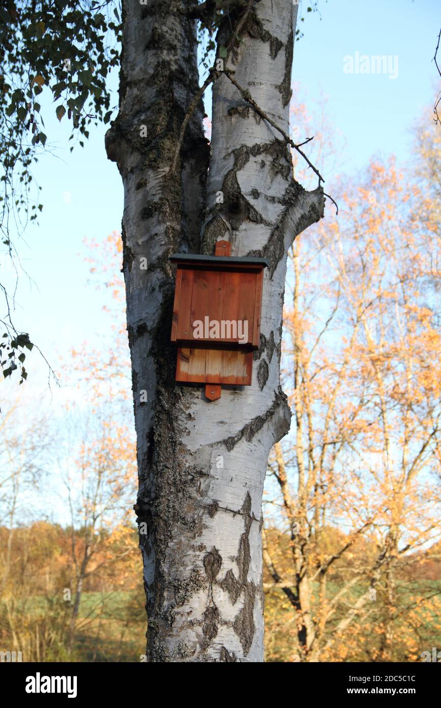 a bat nest box on the tree Stock Photo - Alamy
