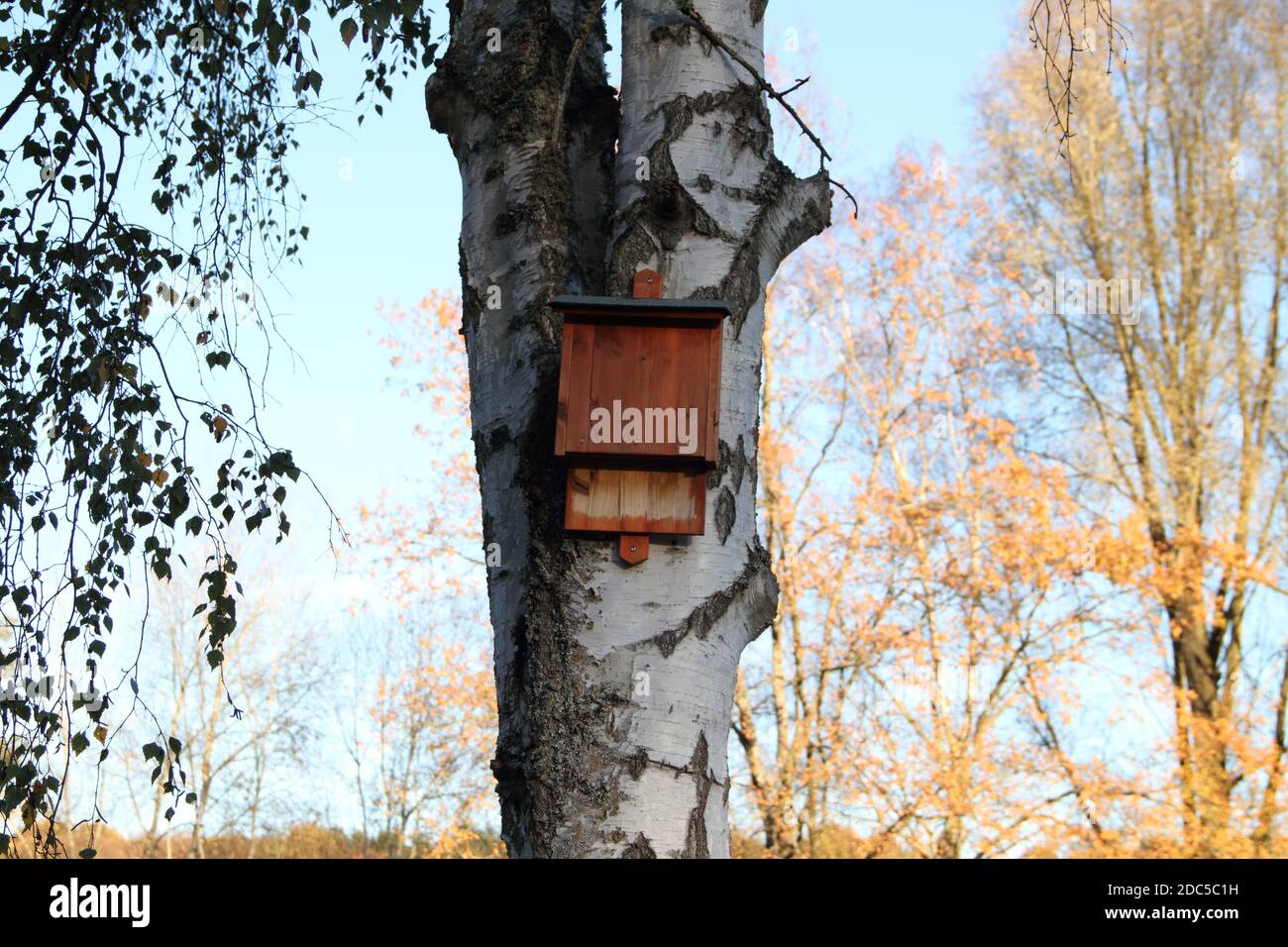 a bat nest box on the tree Stock Photo - Alamy