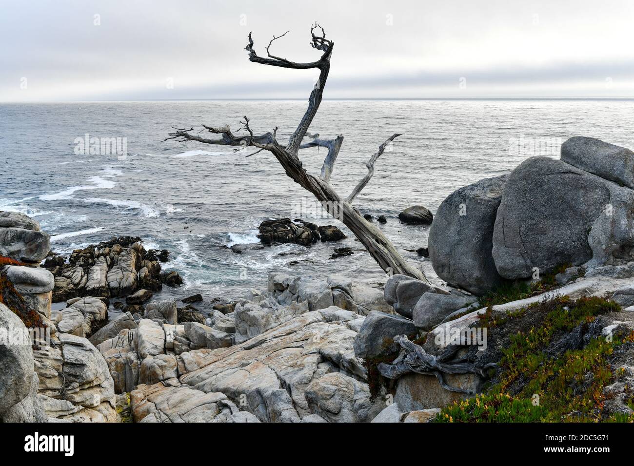 Landscape of Pescadero Point with ghost trees along 17 Mile Drive in ...