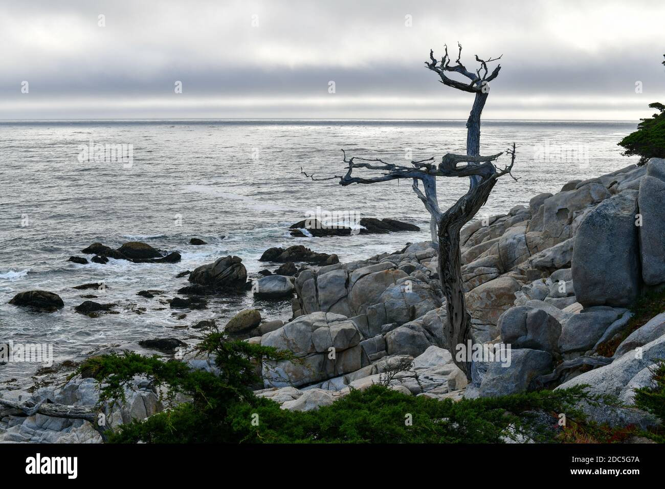 Landscape of Pescadero Point with ghost trees along 17 Mile Drive in ...