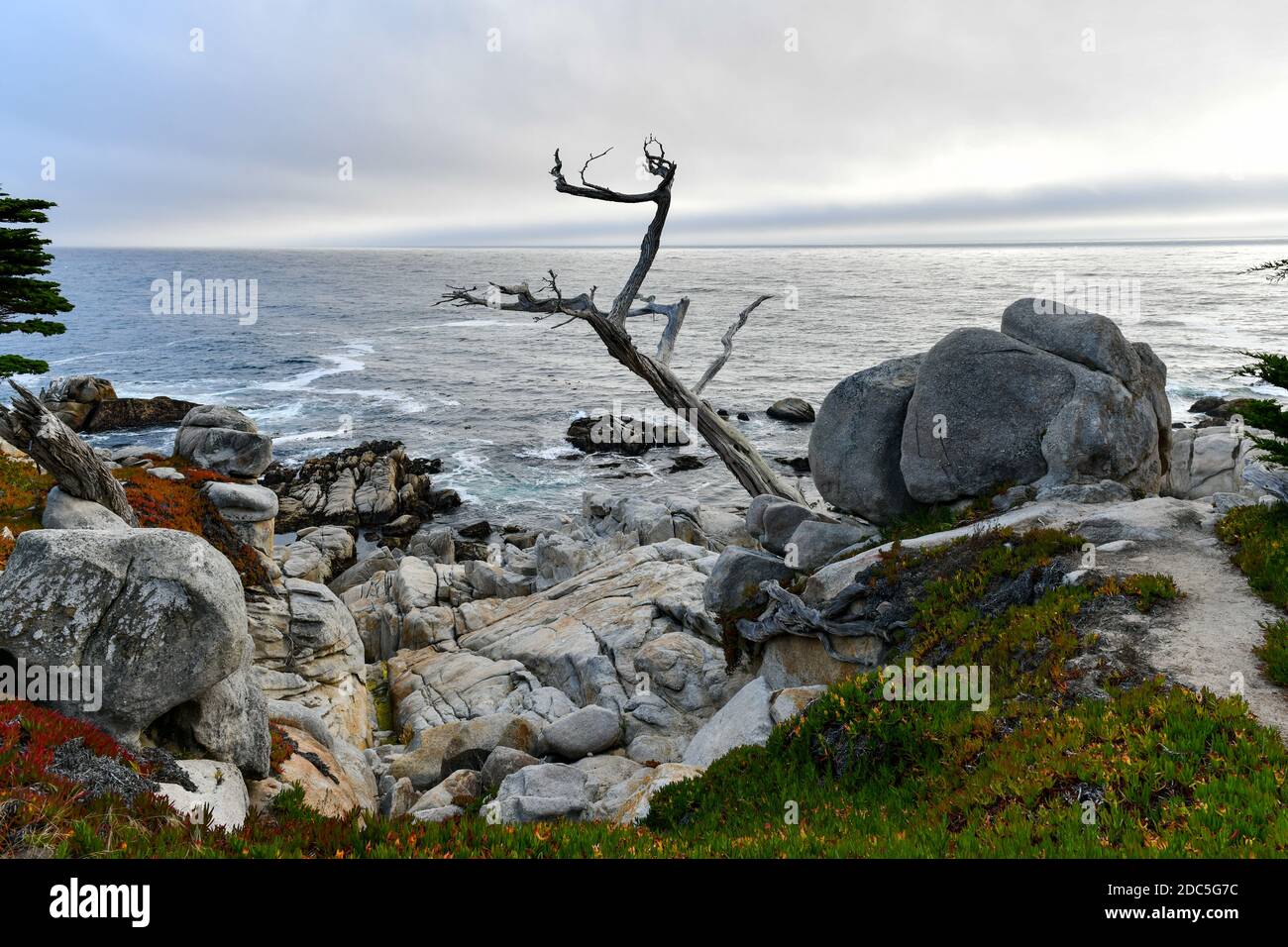 Landscape of Pescadero Point with ghost trees along 17 Mile Drive in ...