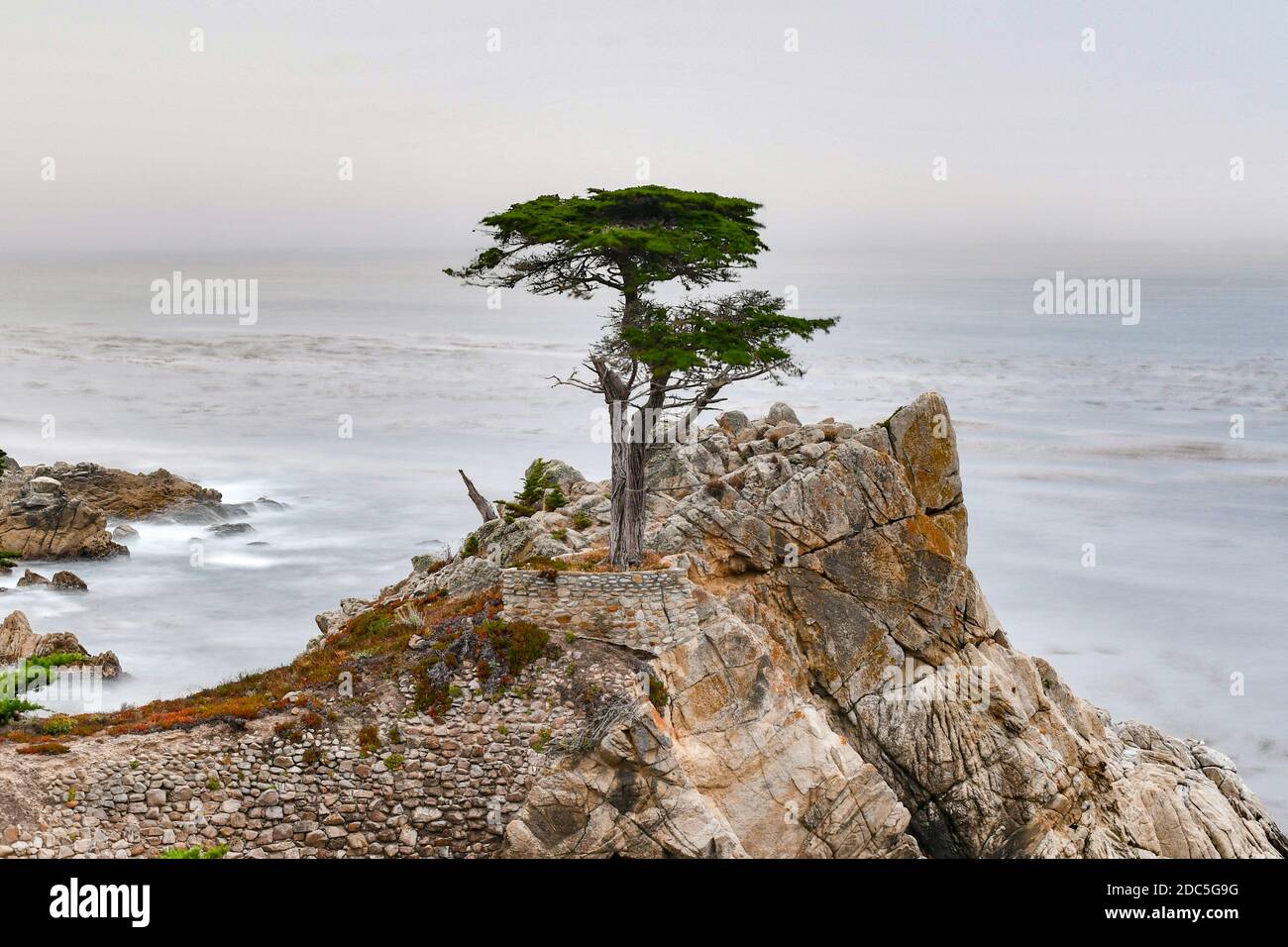 The Lone Cypress, seen from the 17 Mile Drive, in Pebble Beach ...