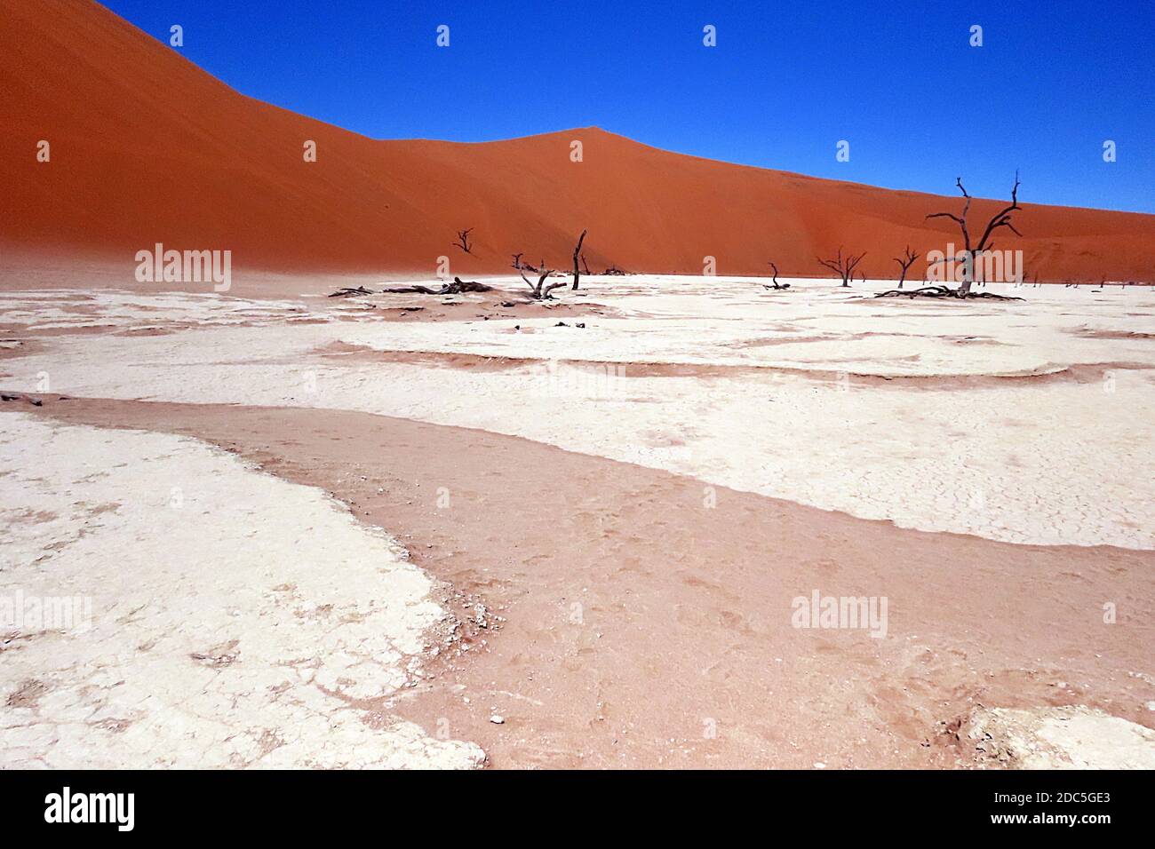 The dry, dead Camelthorn trees of the Deadvlei pan in Erongo Region ...