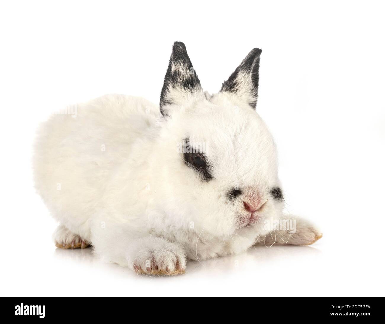Rex rabbit in front of white background Stock Photo - Alamy